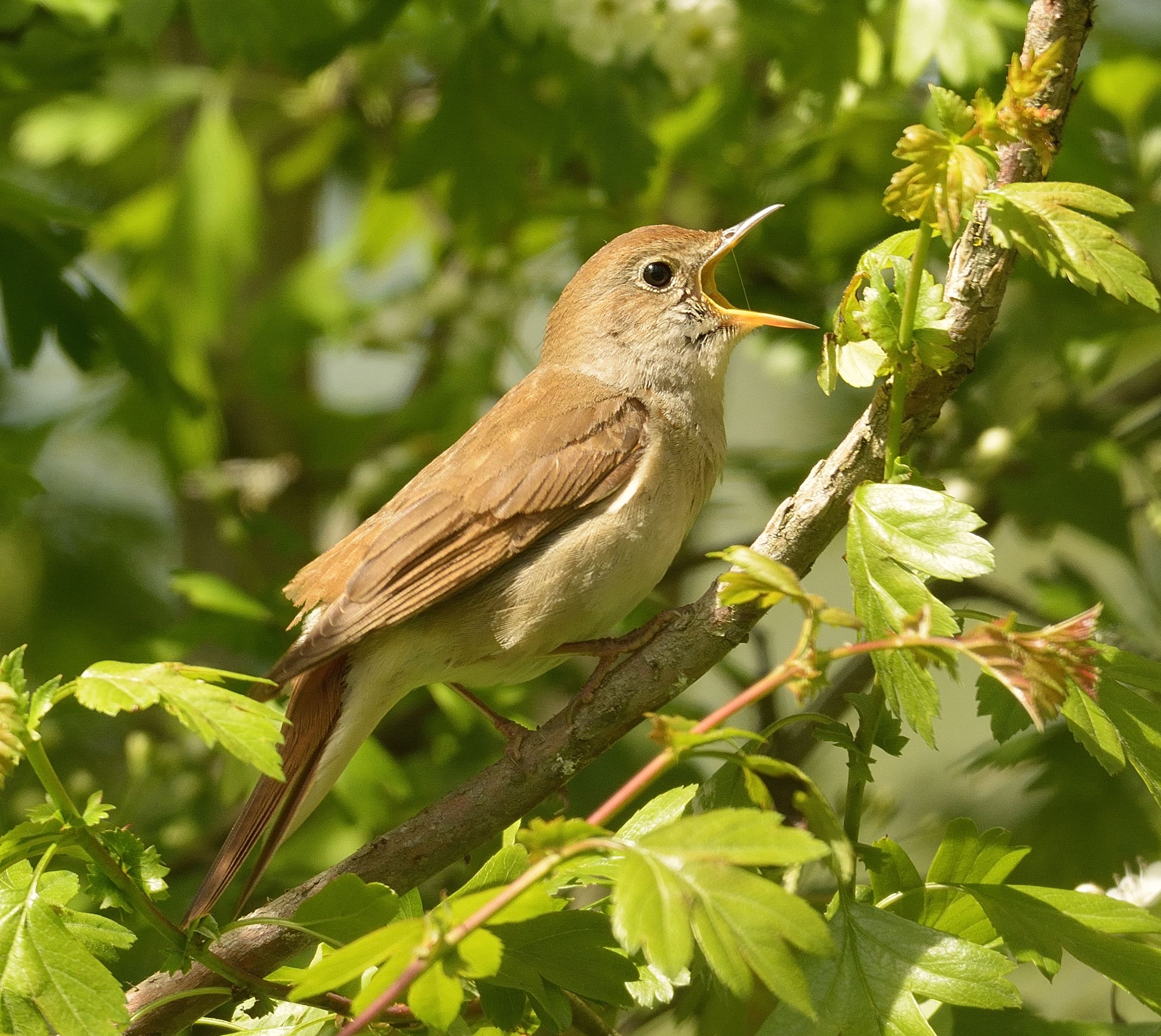 Review of the Week: 6–12 May - BirdGuides