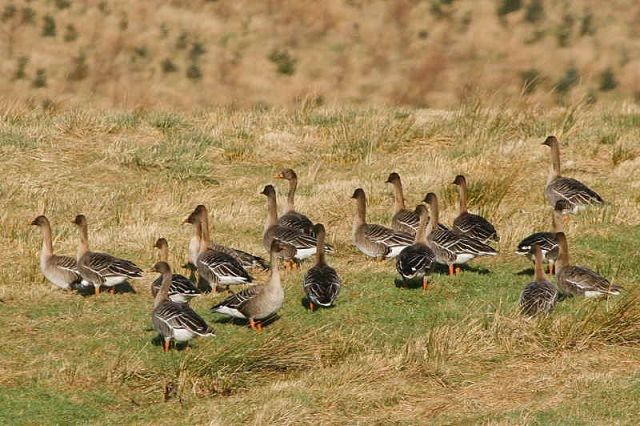 GPS tagging solves Taiga Bean Goose mystery - BirdGuides