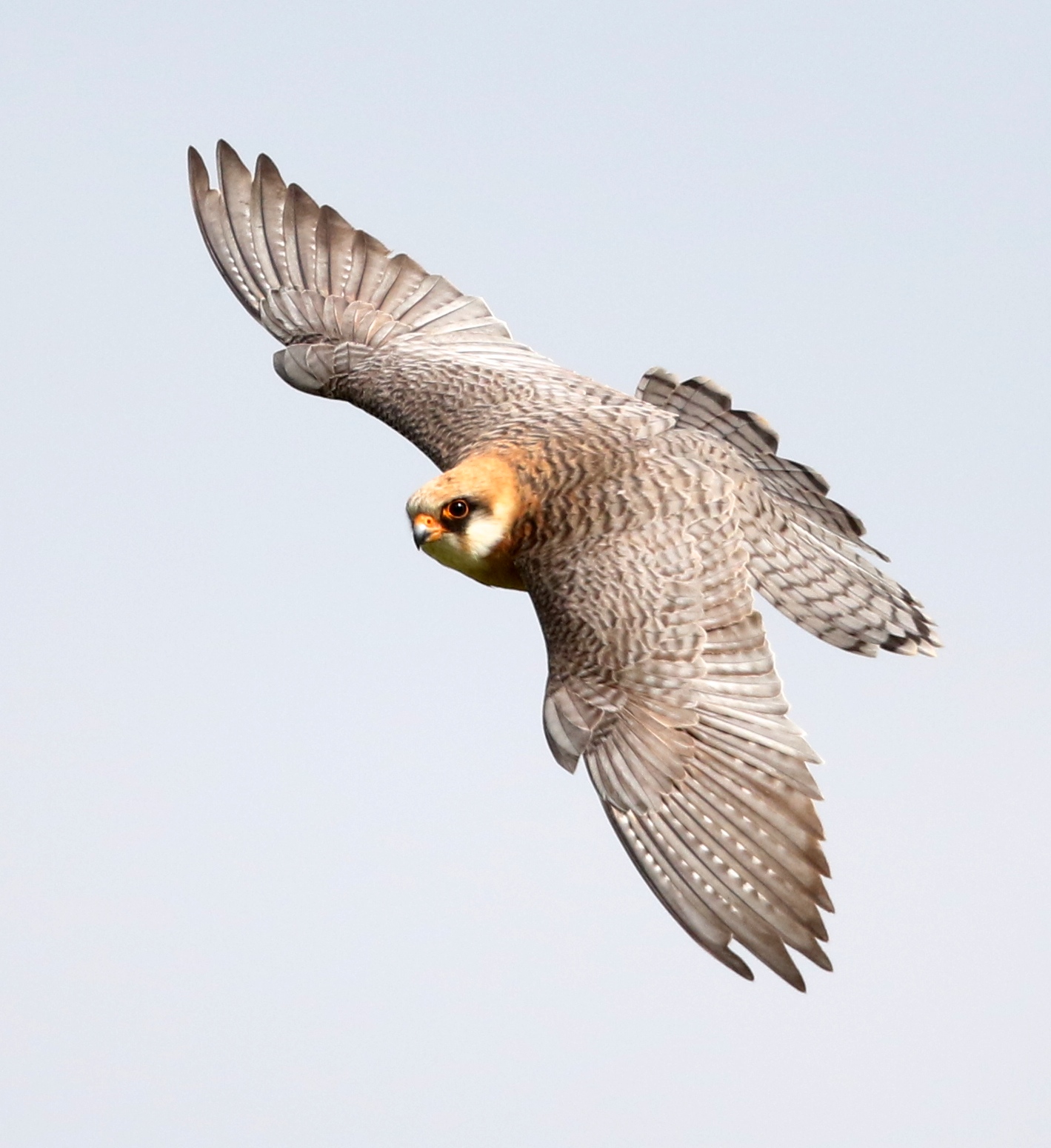 Details : Red-footed Falcon - BirdGuides