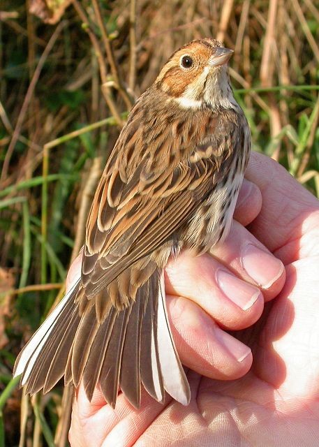 Details : Little Bunting - BirdGuides