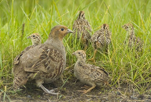 Details : Grey Partridge - BirdGuides