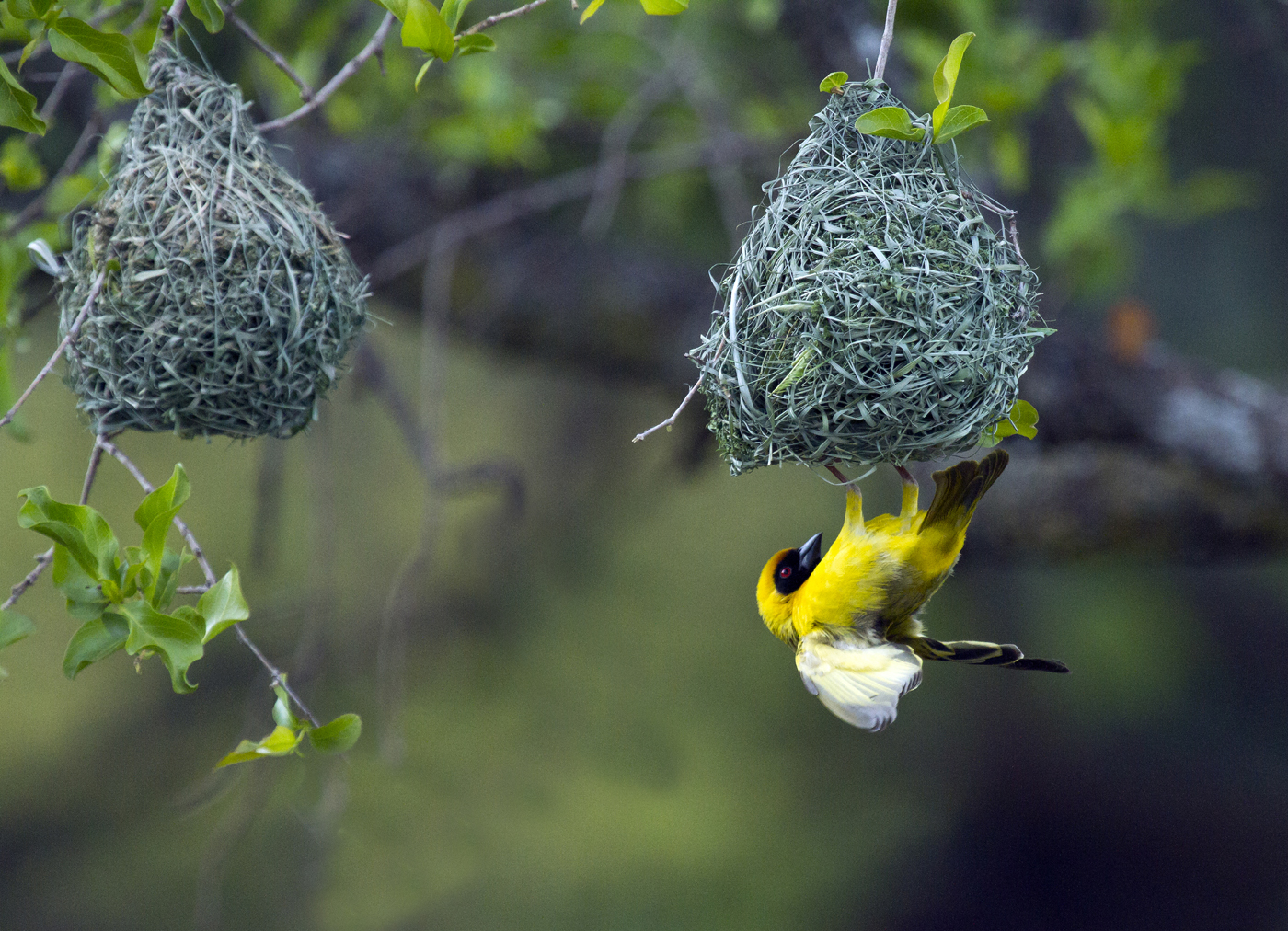 Birds build hanging nests to deter nest invaders, study finds - BirdGuides