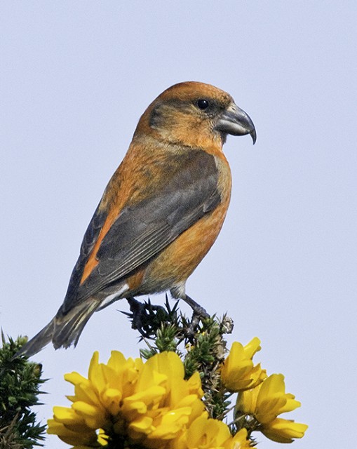 Crossbill by Jimmy MacDonald - BirdGuides