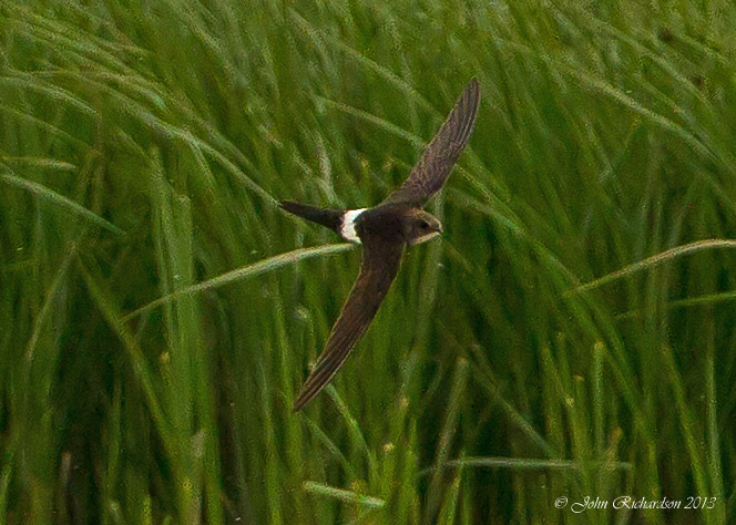 Details : Pacific Swift - BirdGuides