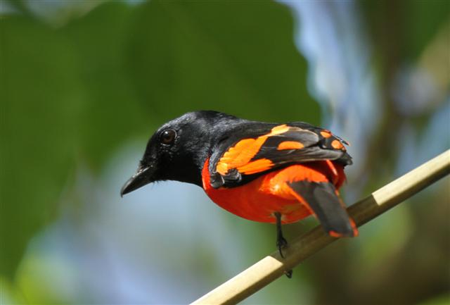 Details : Scarlet Minivet - BirdGuides