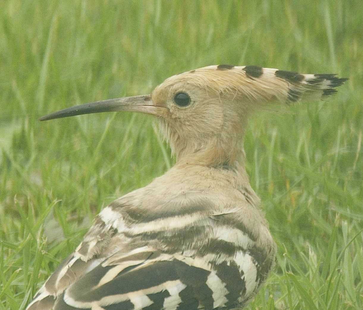 Details : Hoopoe - BirdGuides