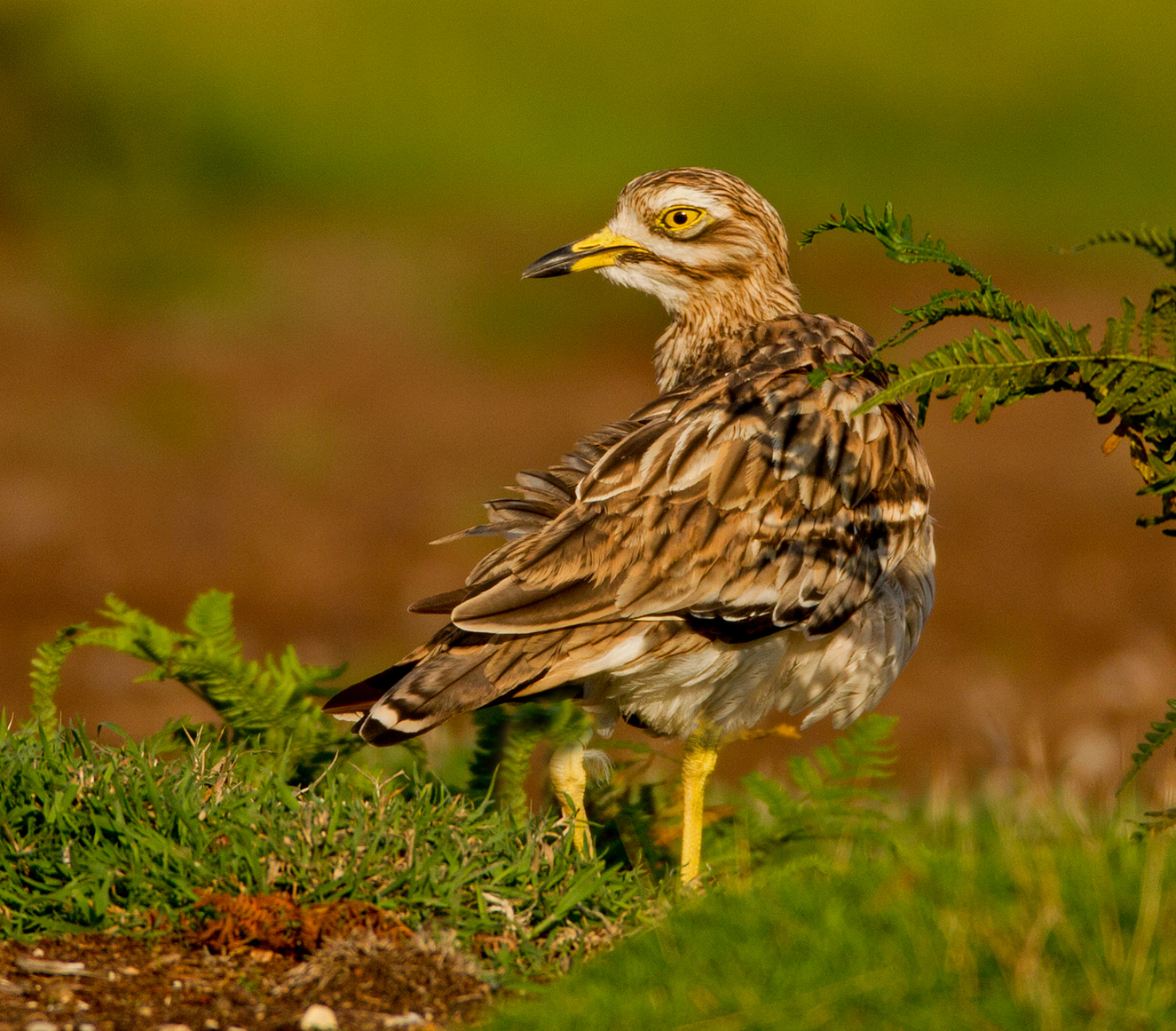 Record number of Stone-curlews nesting on Suffolk Coast - BirdGuides