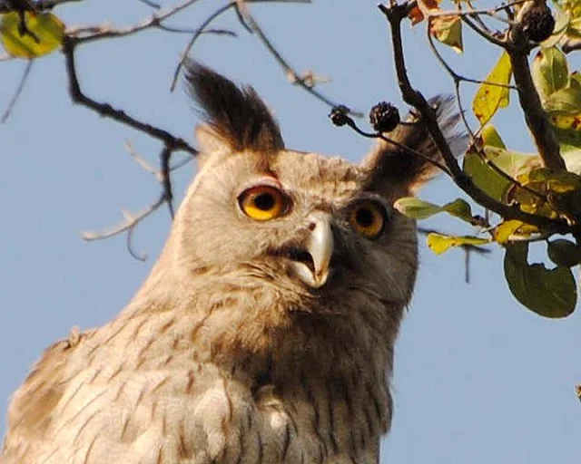 Details : Dusky Eagle-Owl - BirdGuides