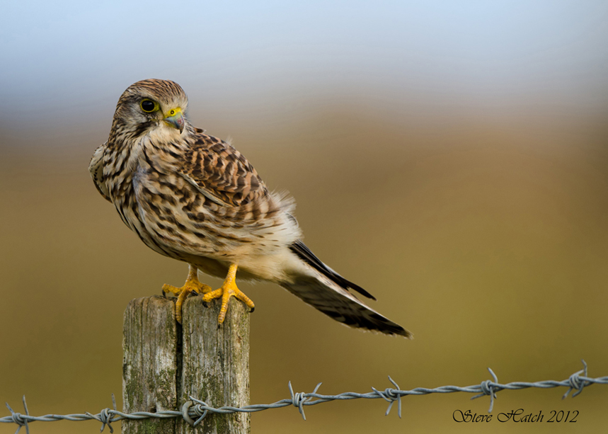 Details : Common Kestrel - BirdGuides