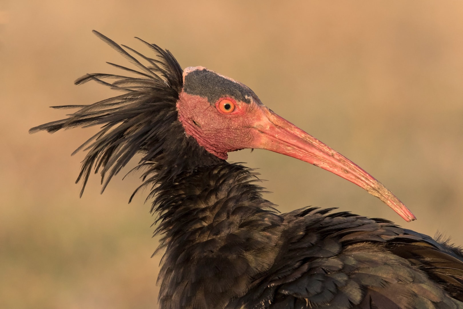 Northern Bald Ibis by Paul Coombes - BirdGuides