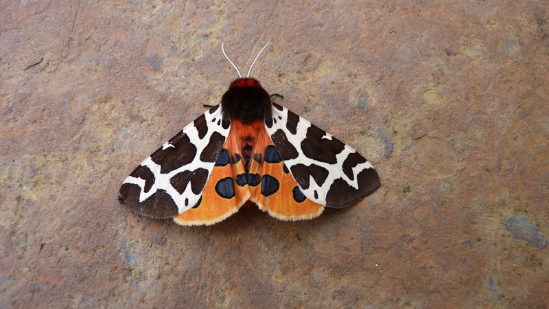 Is there a tiger in your garden? - BirdGuides