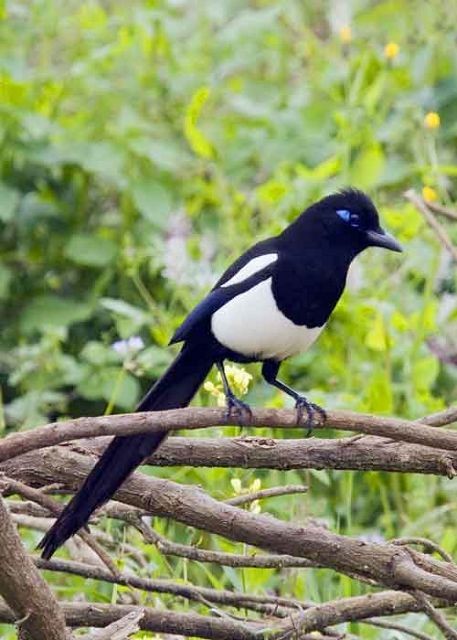 Details : Maghreb Magpie - BirdGuides