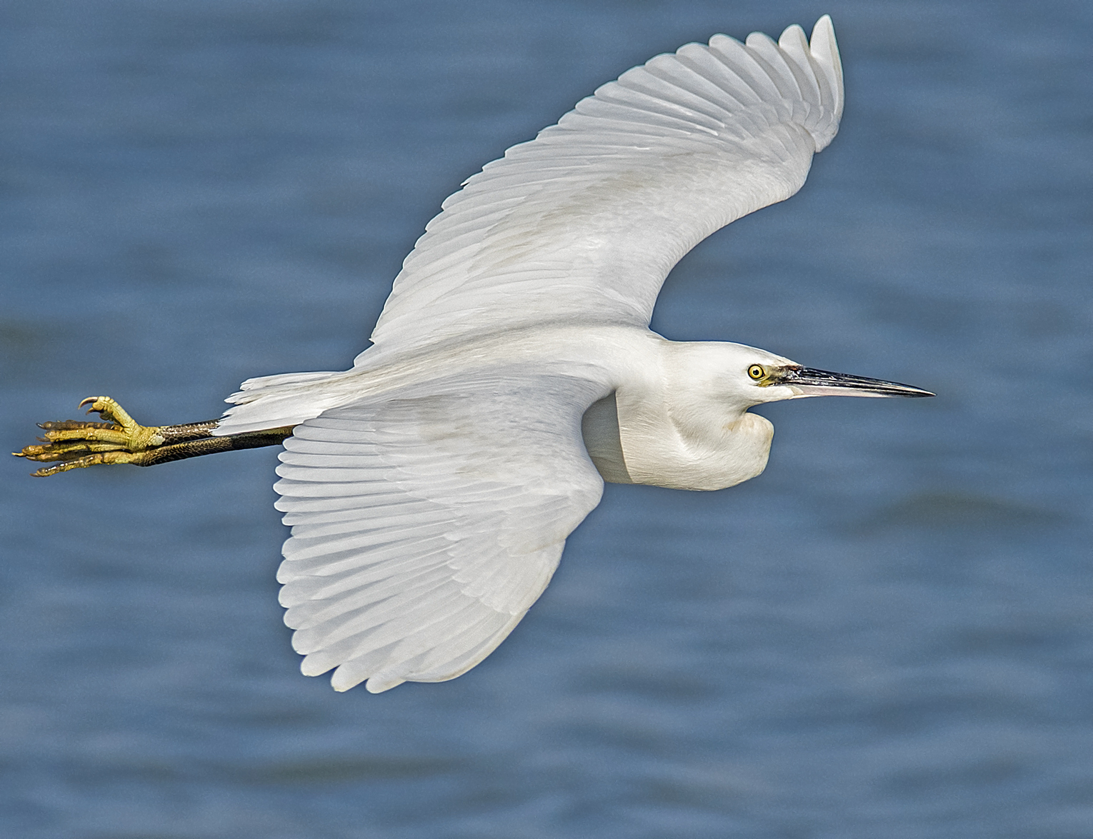 Details : Little Egret - BirdGuides