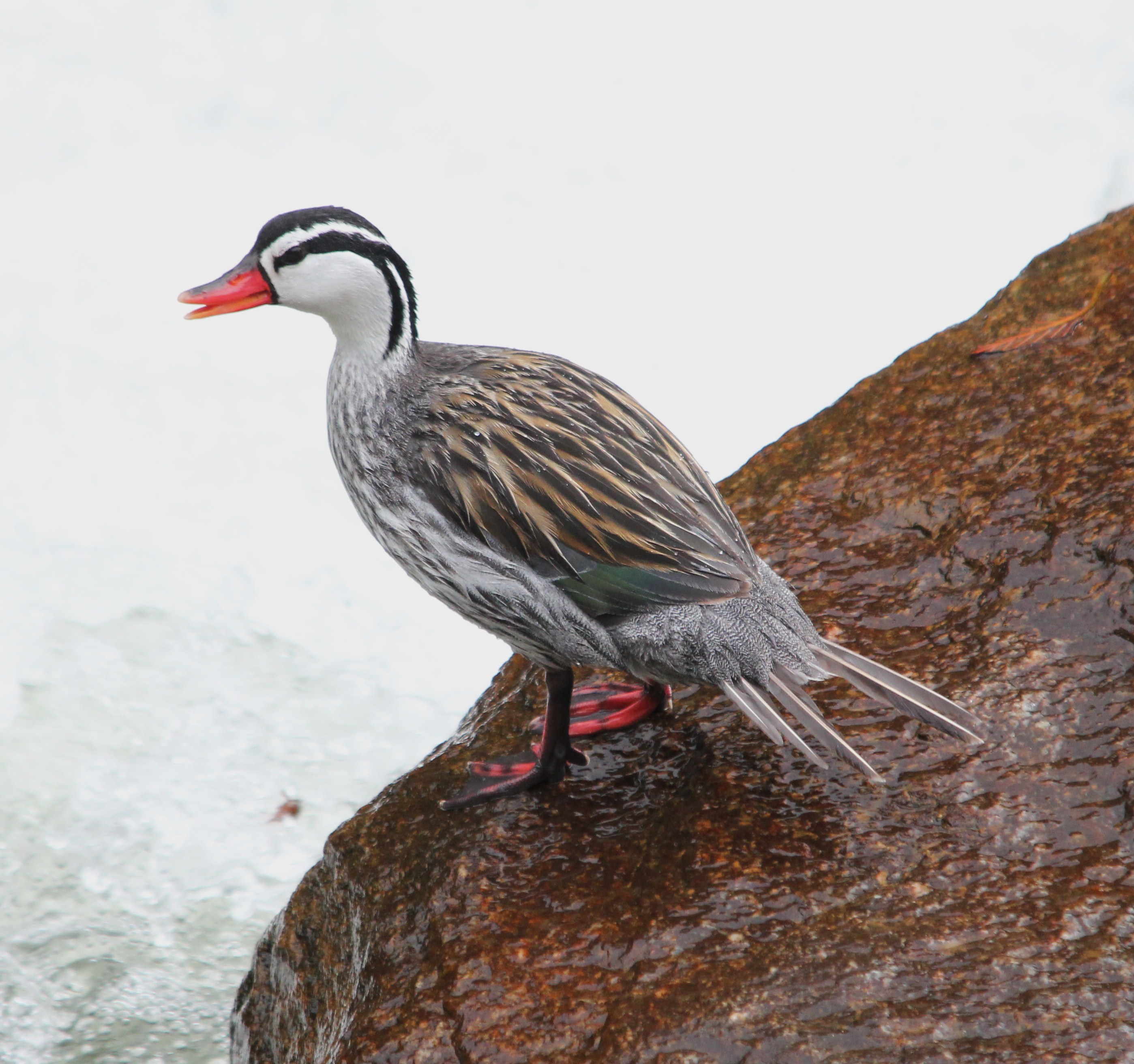 Details : Torrent Duck - BirdGuides