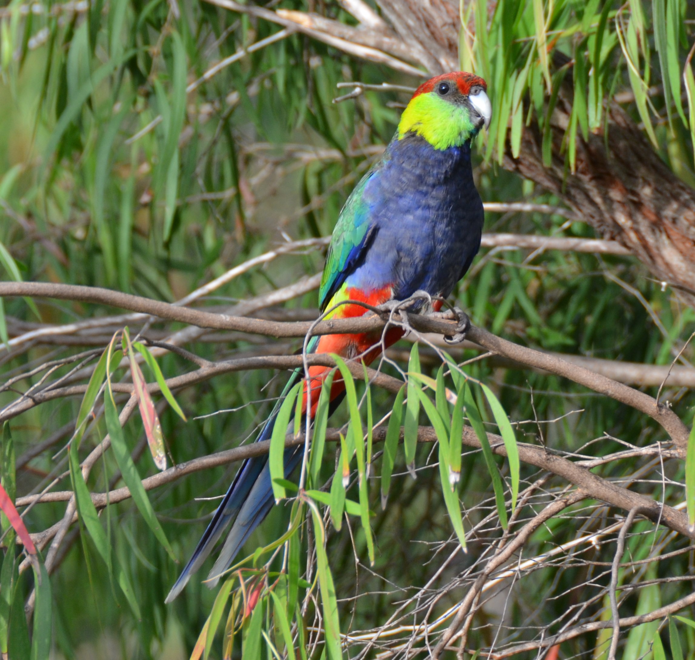 Details : Red-capped Parrot - BirdGuides