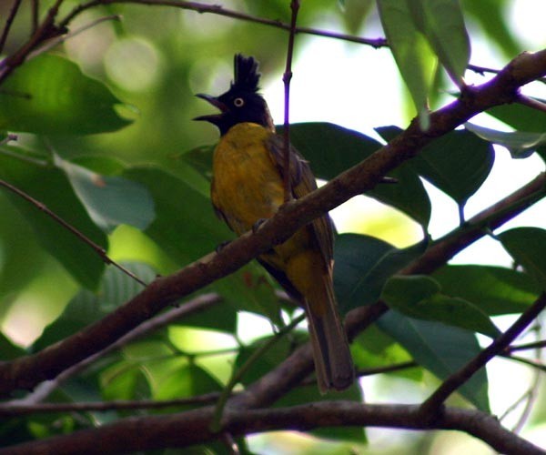 Details : Black-crested Bulbul - BirdGuides
