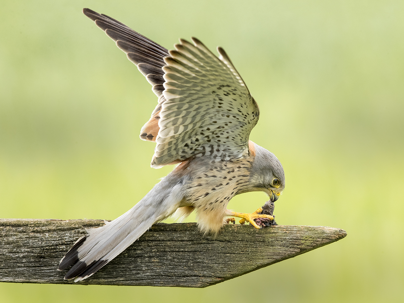 Details : Common Kestrel - BirdGuides