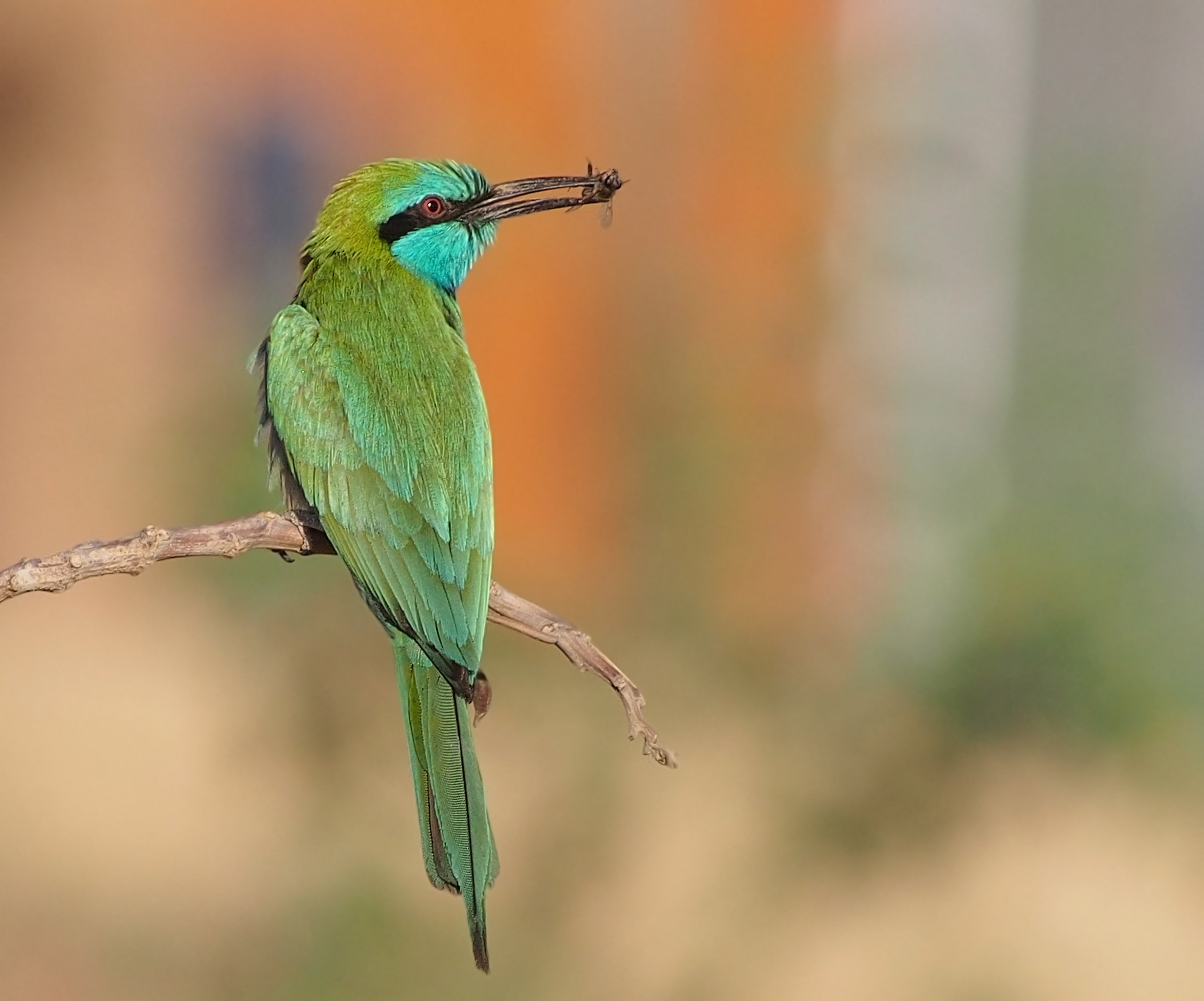 Details : Asian Green Bee-eater - BirdGuides
