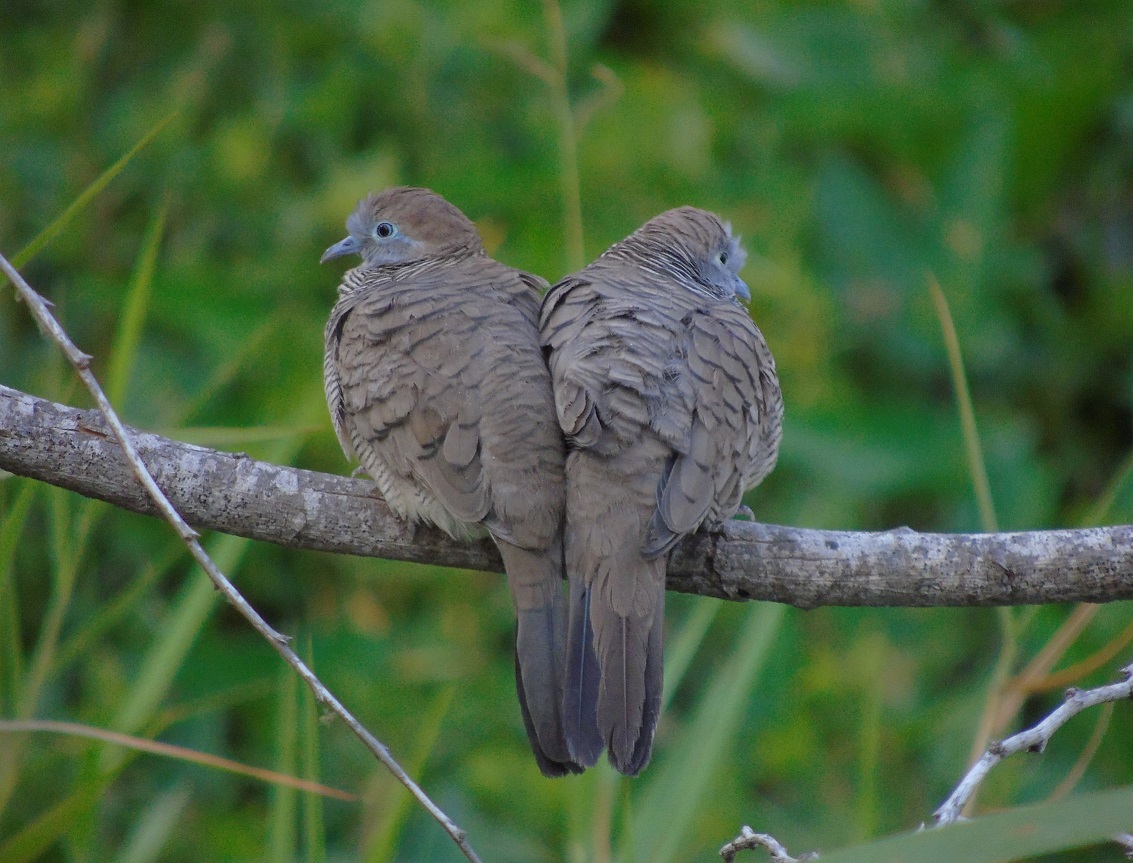 Details : Zebra Dove - BirdGuides