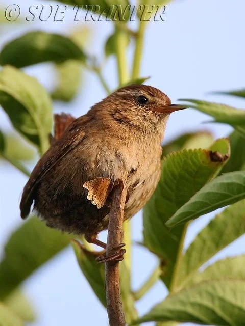 Details : Eurasian Wren - BirdGuides