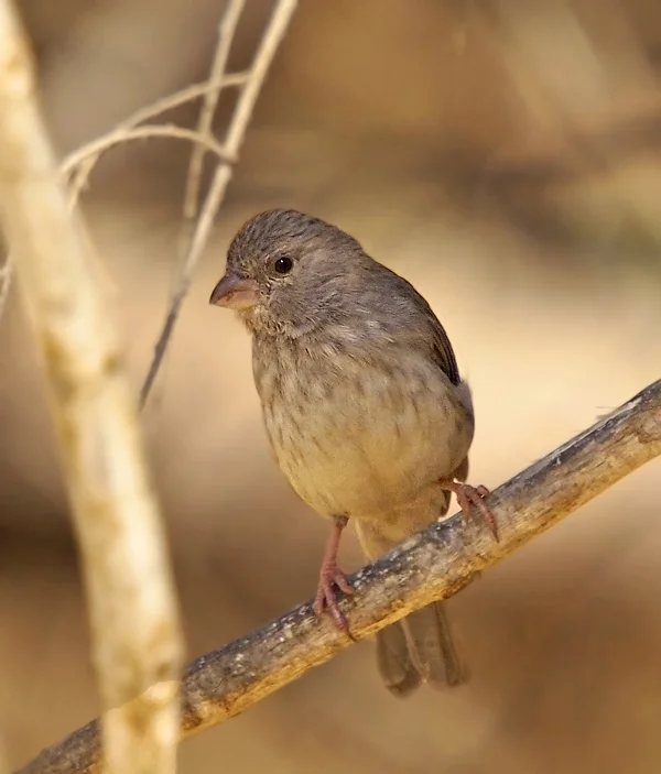 Details : Arabian Serin - BirdGuides