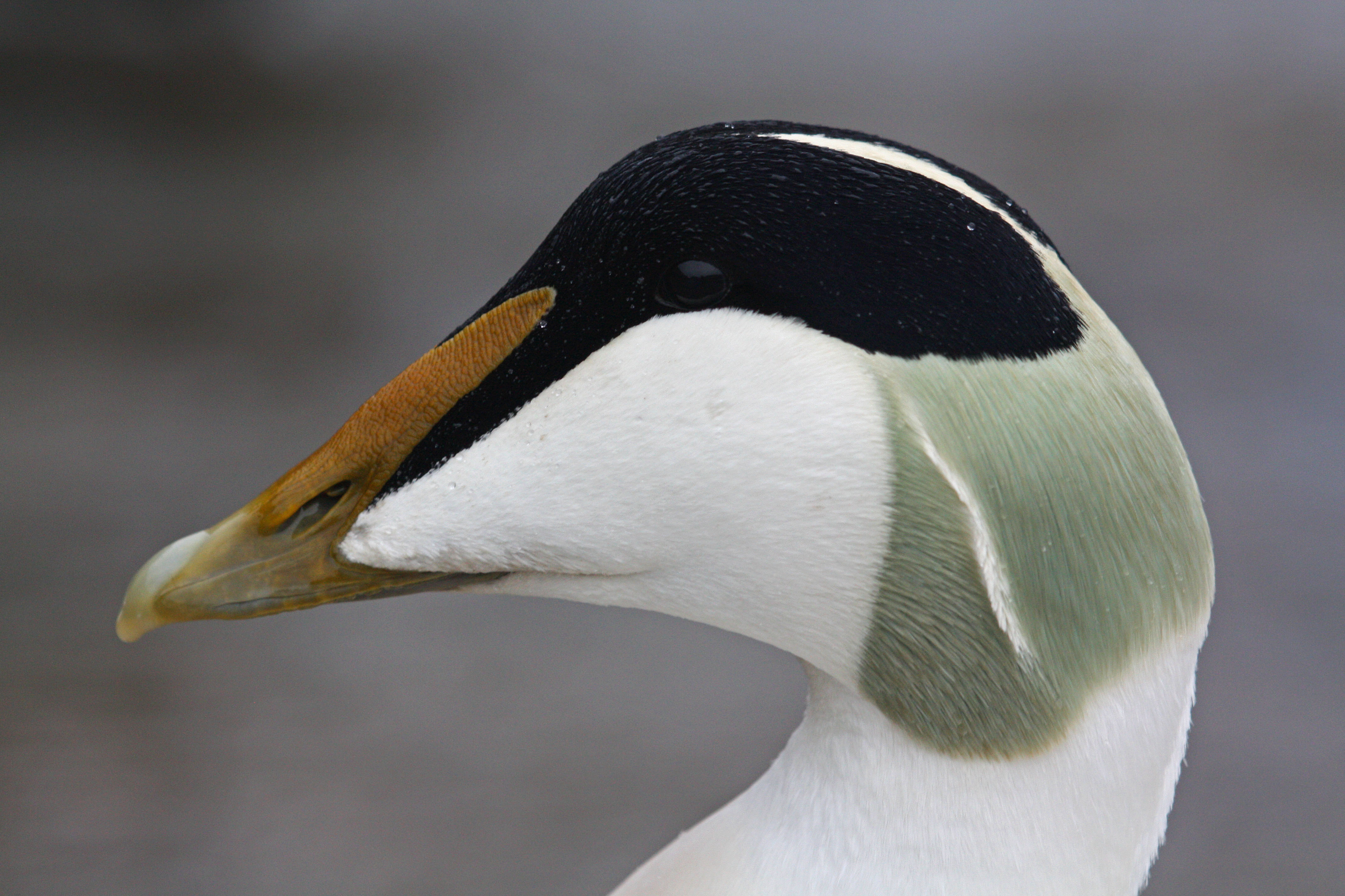 Details : Common Eider - BirdGuides