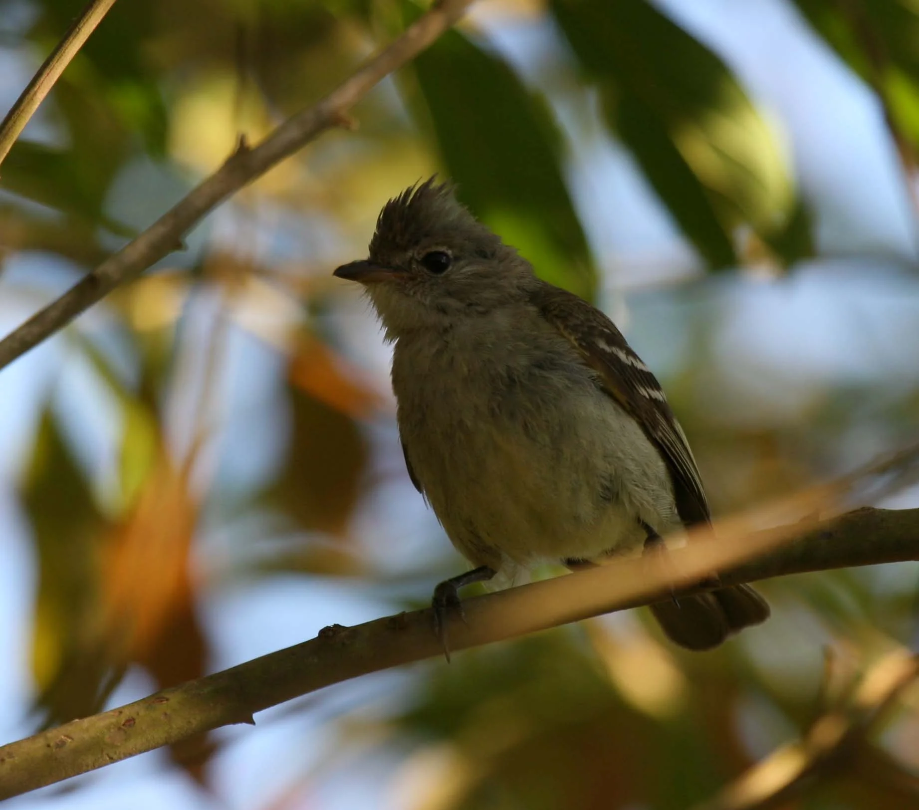 Details : Yellow-bellied Elaenia - BirdGuides