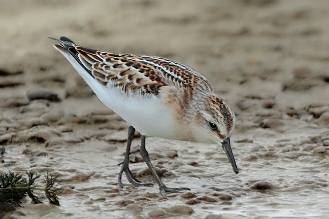 Details : Little Stint - BirdGuides