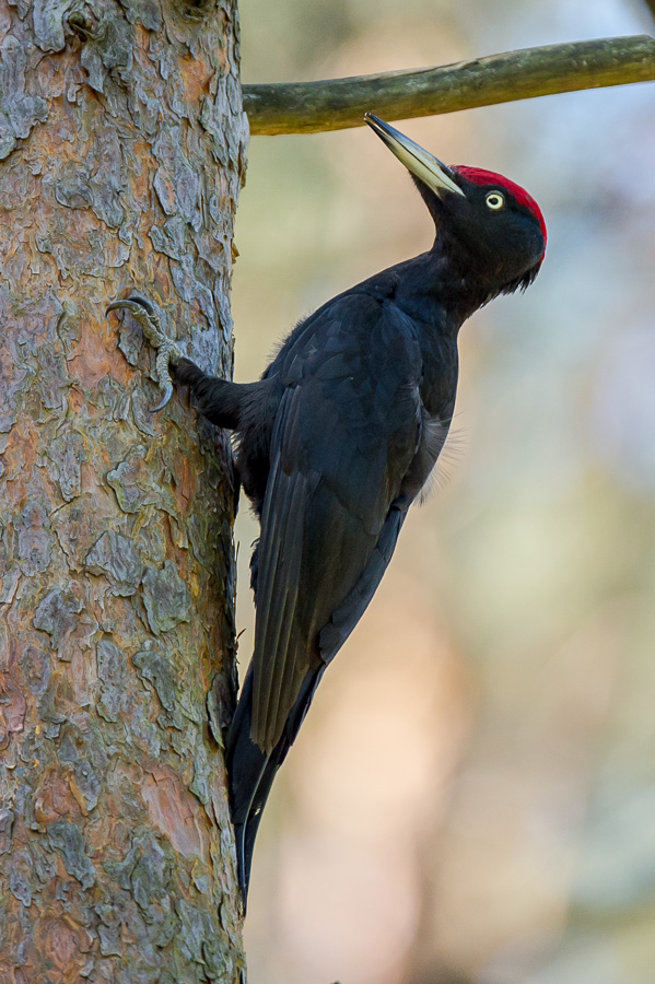 Details : Black Woodpecker - BirdGuides