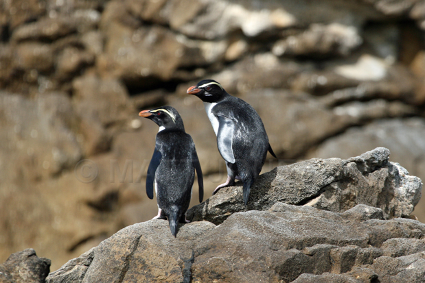 New Zealand's rainforest penguins running out of time - BirdGuides
