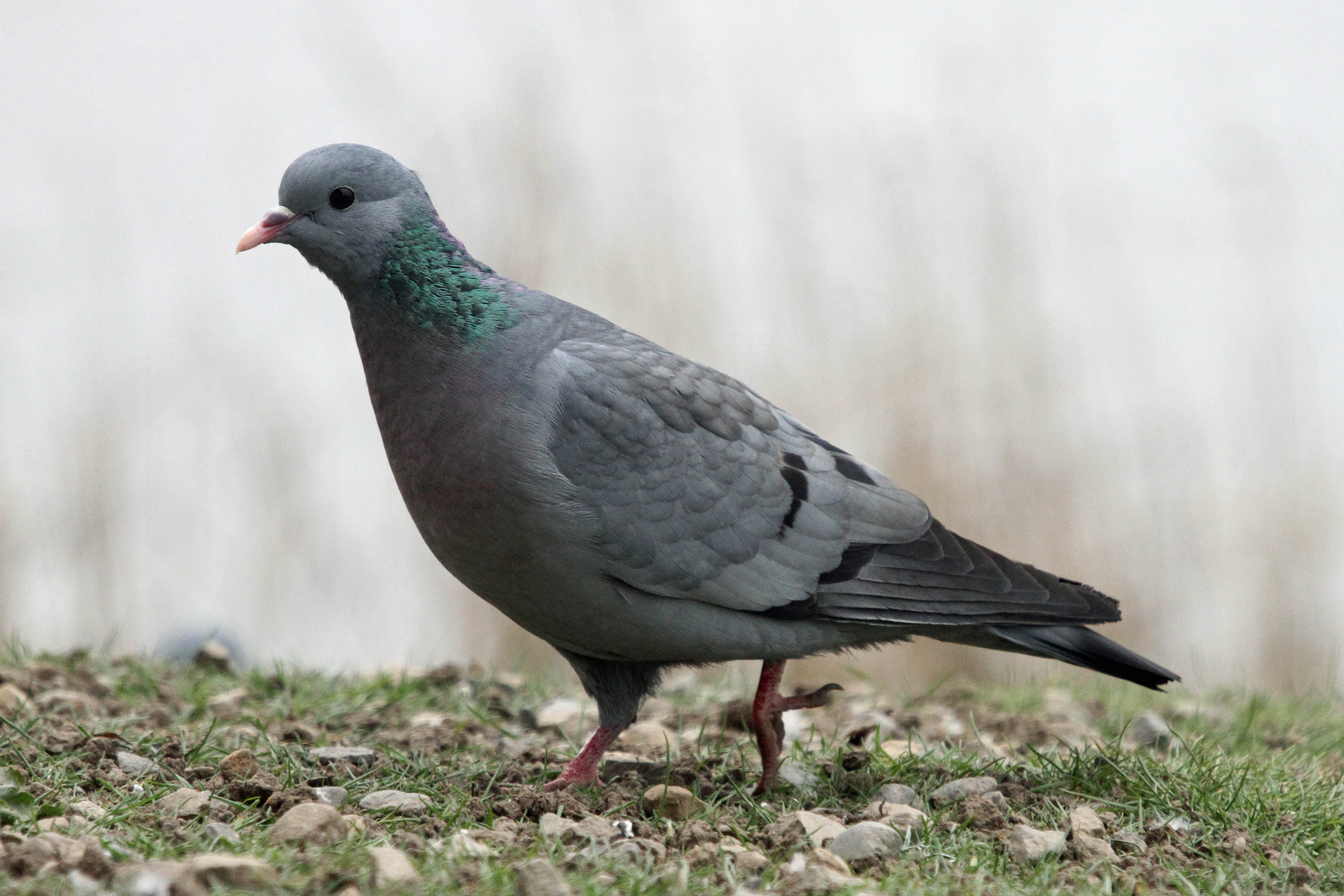 Details : Stock Dove - BirdGuides