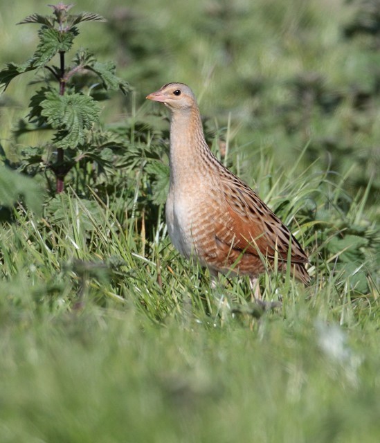 Details : Corncrake - BirdGuides