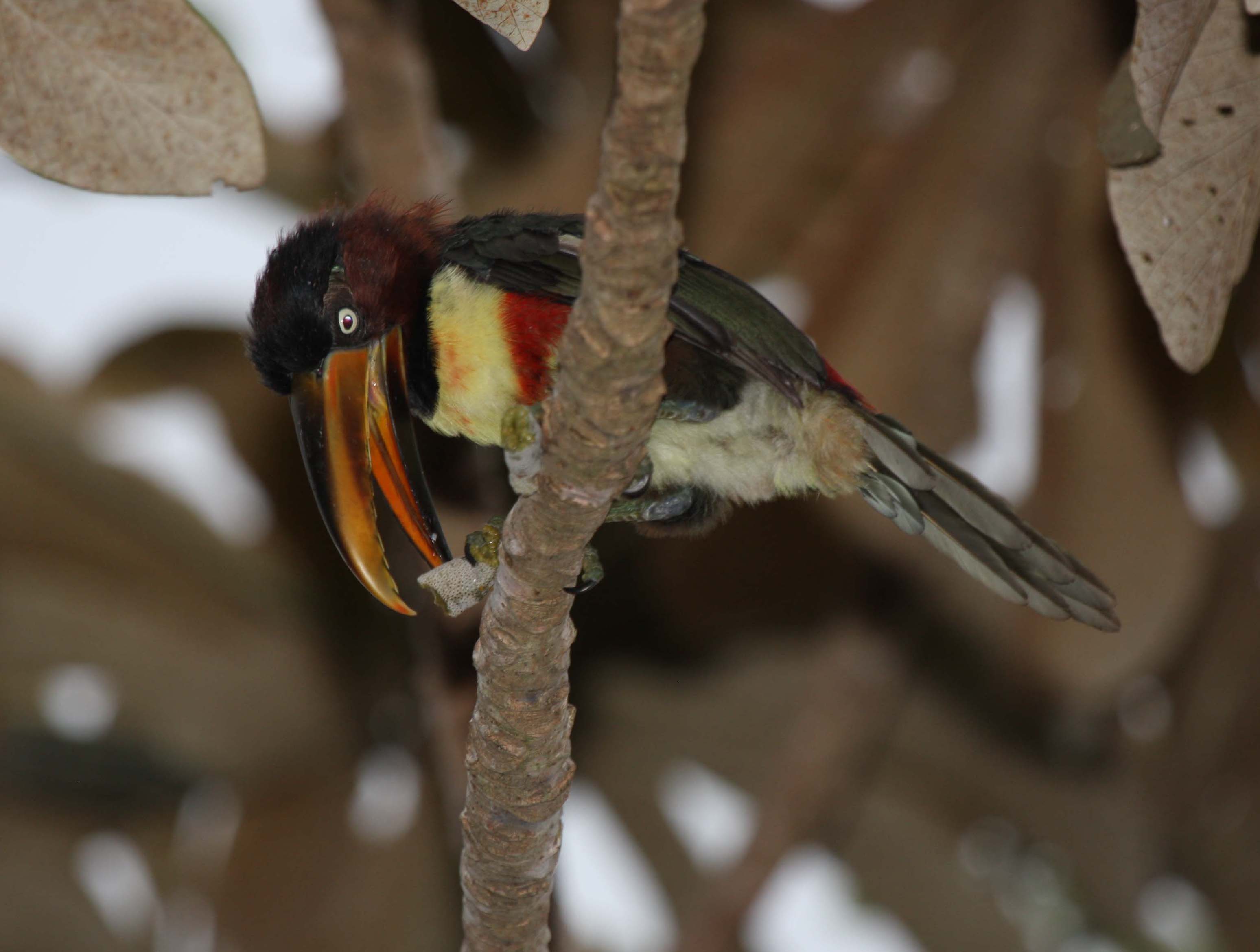 Details : Chestnut-eared Aracari - BirdGuides