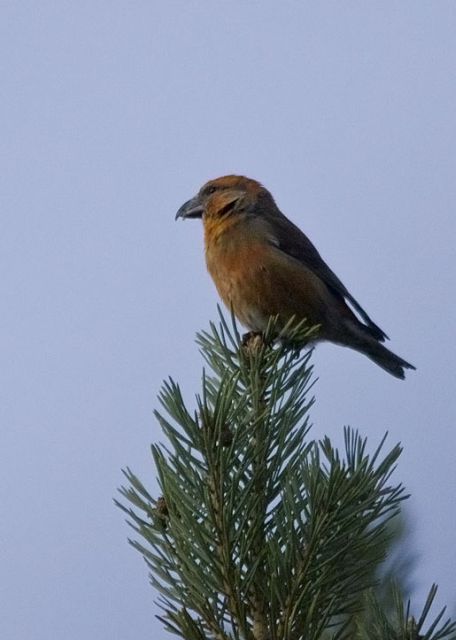 Details : Scottish Crossbill - BirdGuides