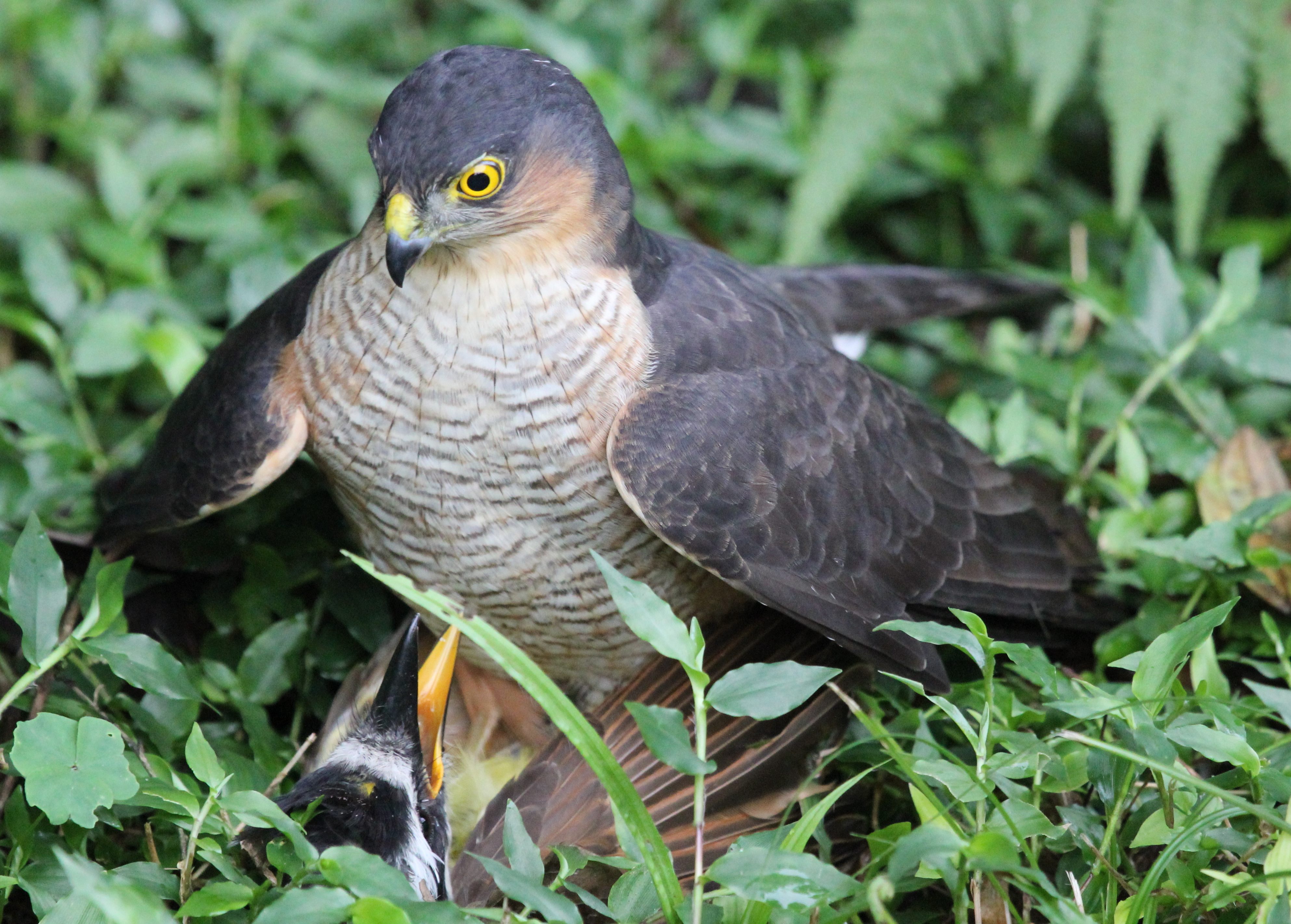 Details : Sharp-shinned Hawk - BirdGuides