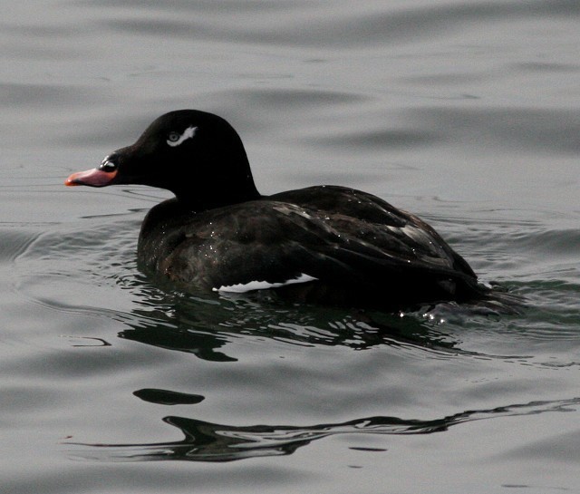 Rarity finders: White-winged Scoter, Lothian - BirdGuides