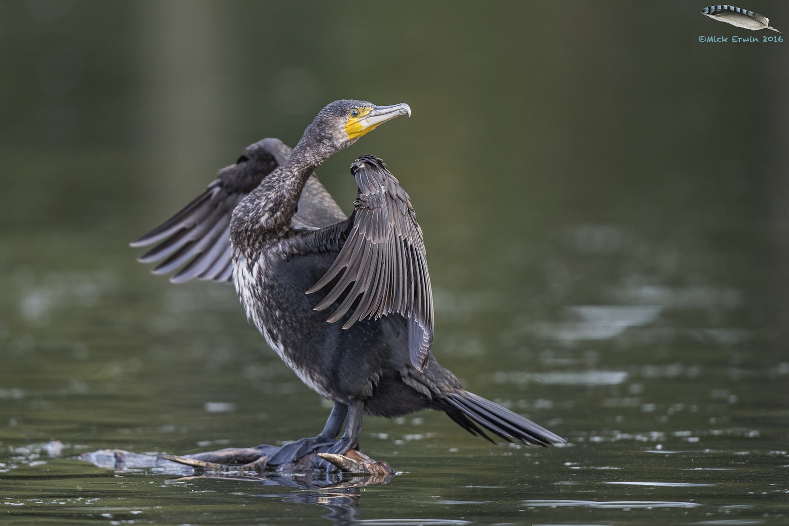 Great Cormorant by Mick - BirdGuides