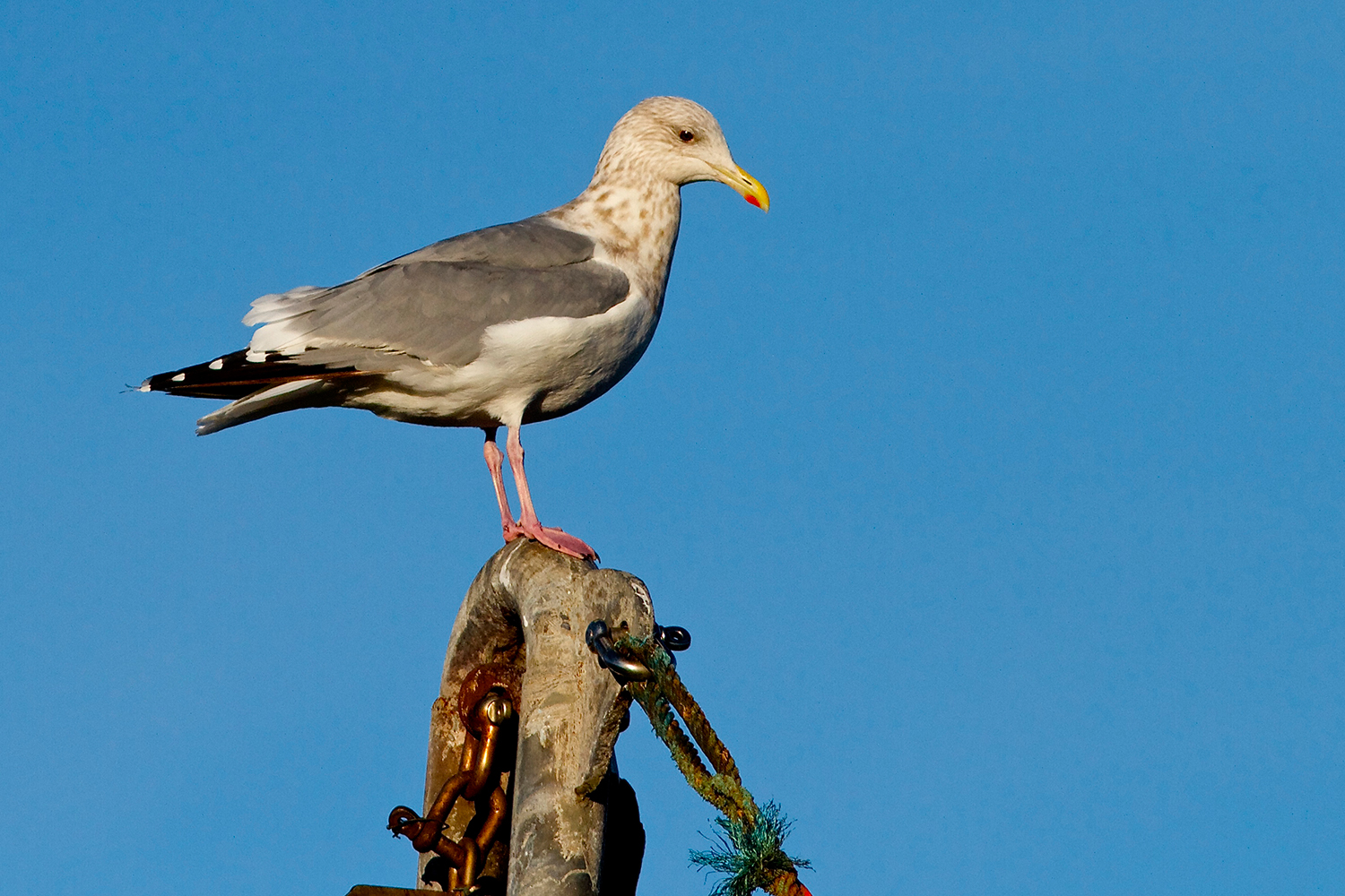 Details : Vega Gull - BirdGuides