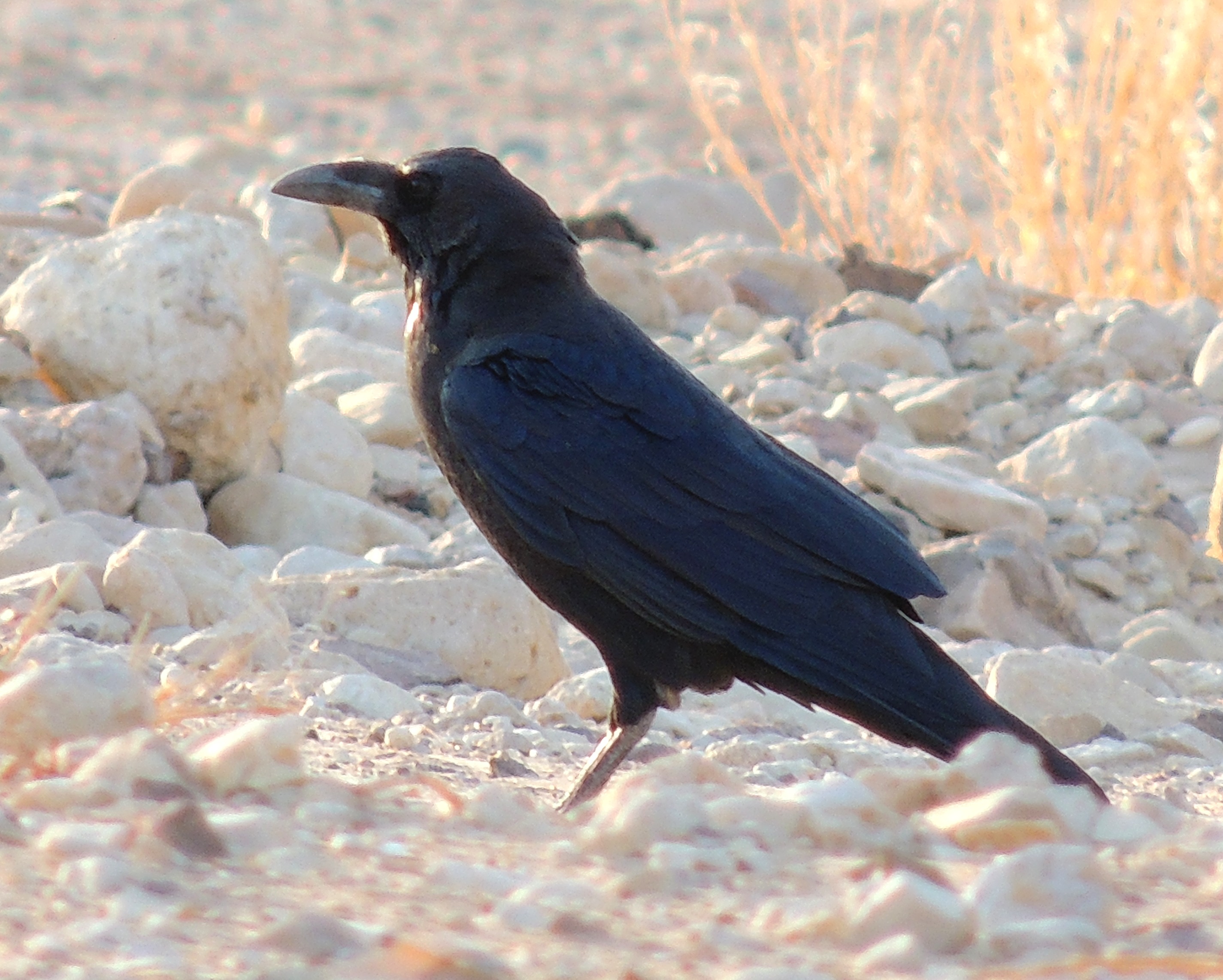 Details : Brown-necked Raven - BirdGuides