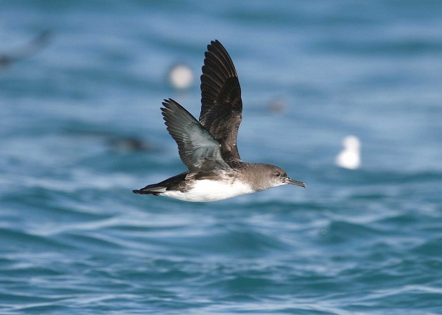 Details : Hutton's Shearwater - BirdGuides
