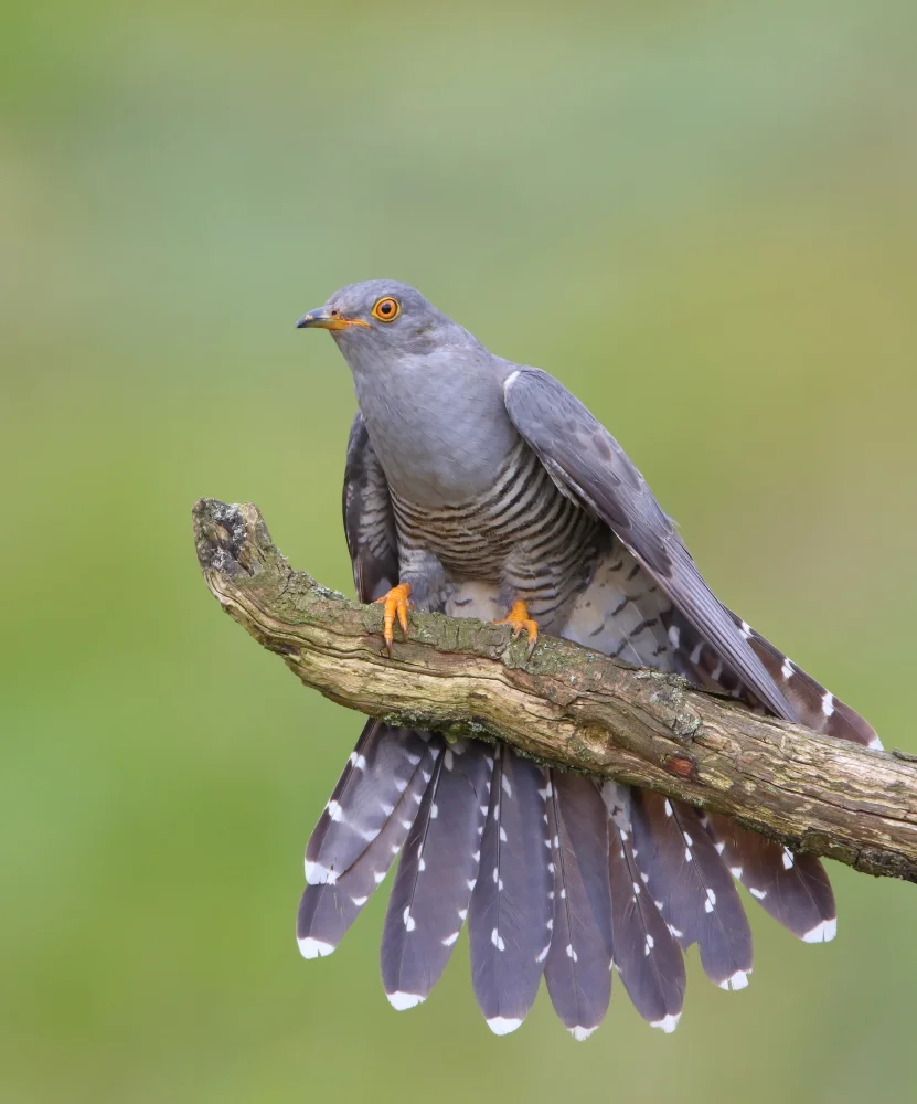 Details : Common Cuckoo - BirdGuides