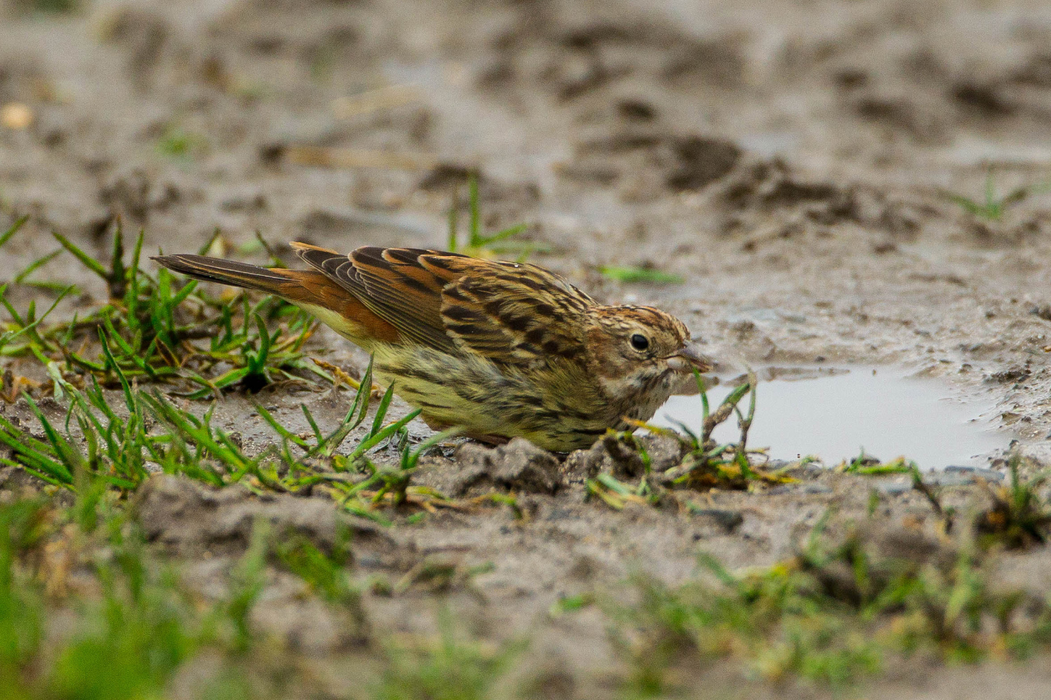 Details : Chestnut Bunting - BirdGuides