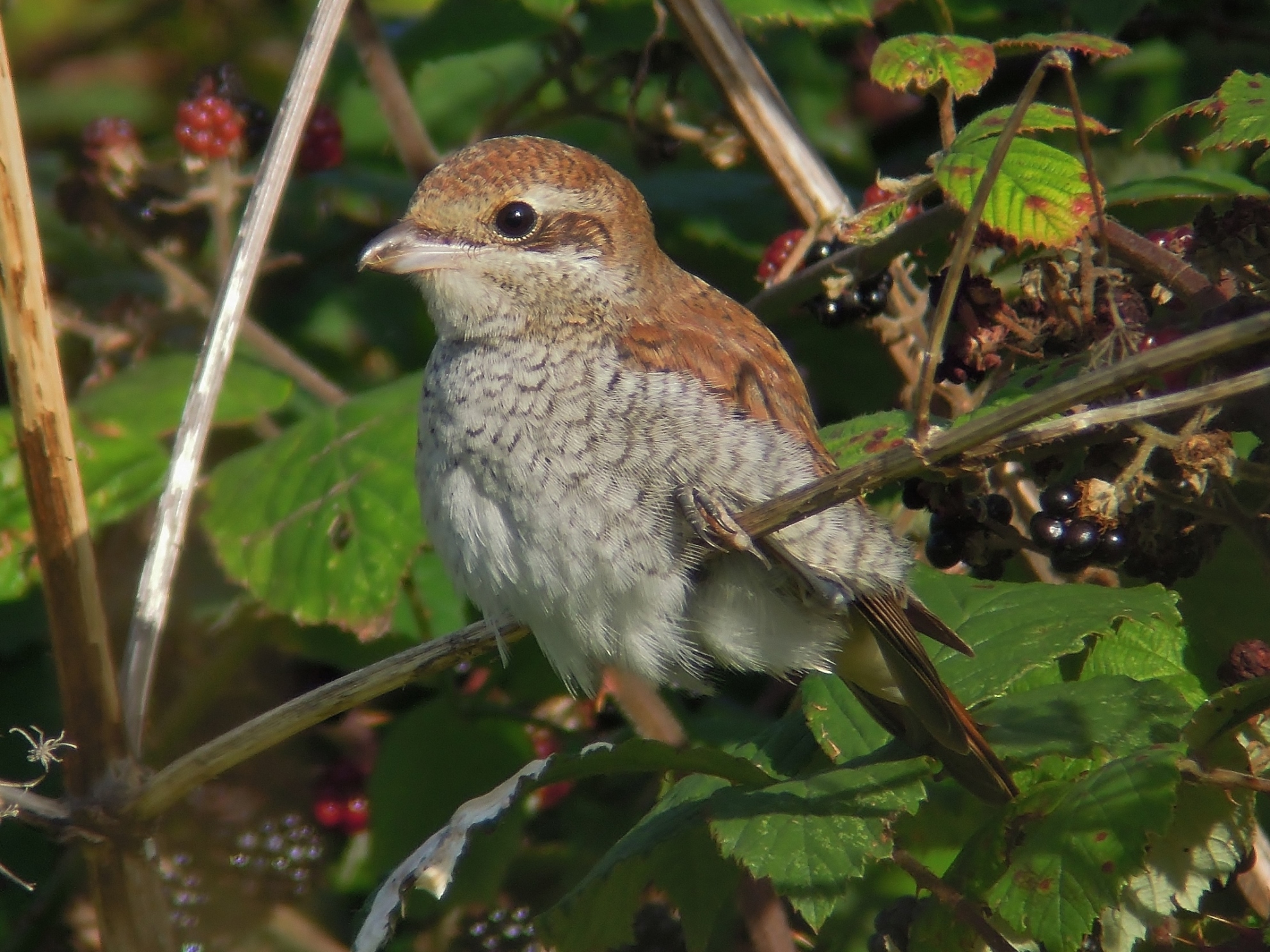 Details : Red-backed Shrike - BirdGuides