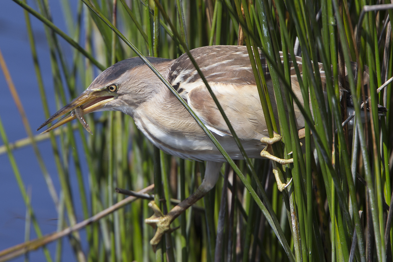 Details : Little Bittern - BirdGuides