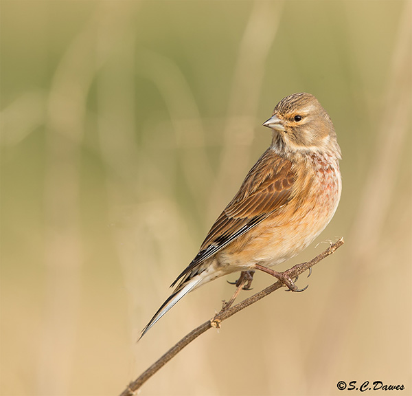 Details : Common Linnet - BirdGuides
