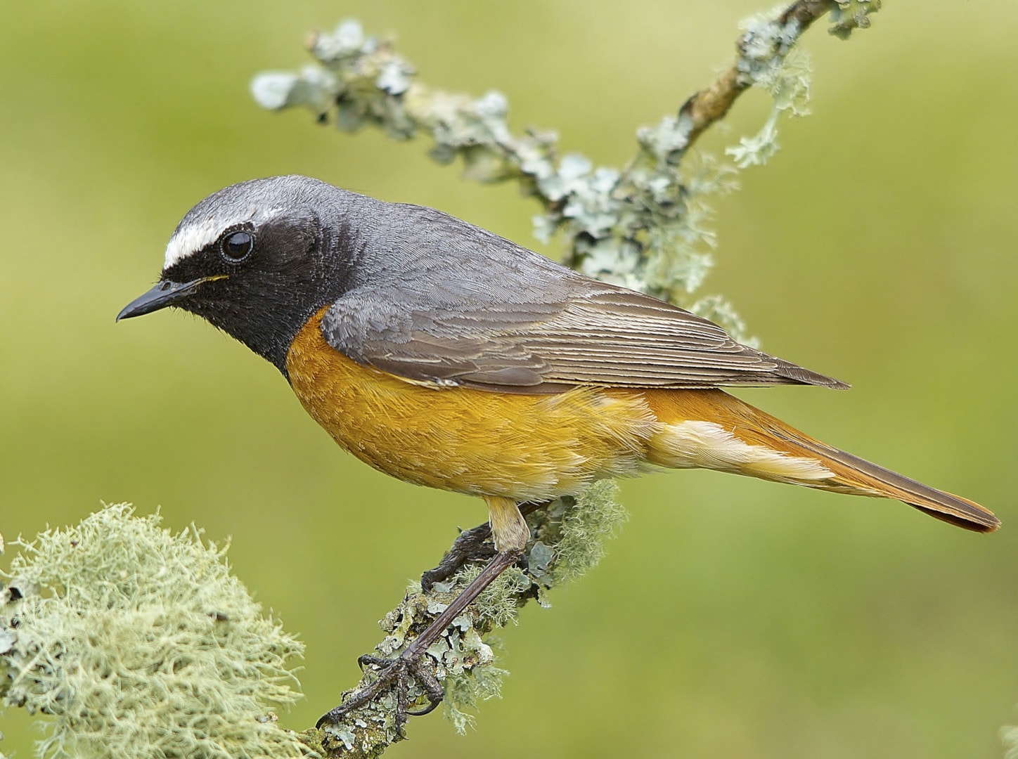 Common Redstart by Mr Clive Daelman - BirdGuides