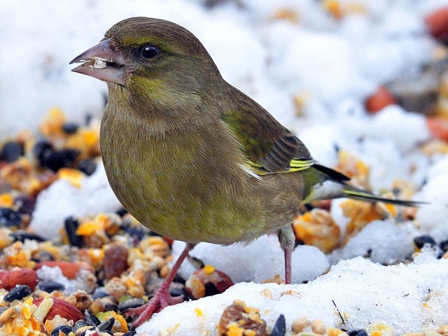 Details : Greenfinch - BirdGuides