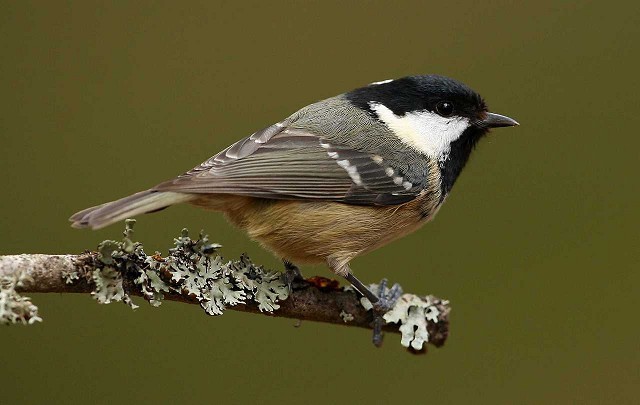 Details : Coal Tit - BirdGuides