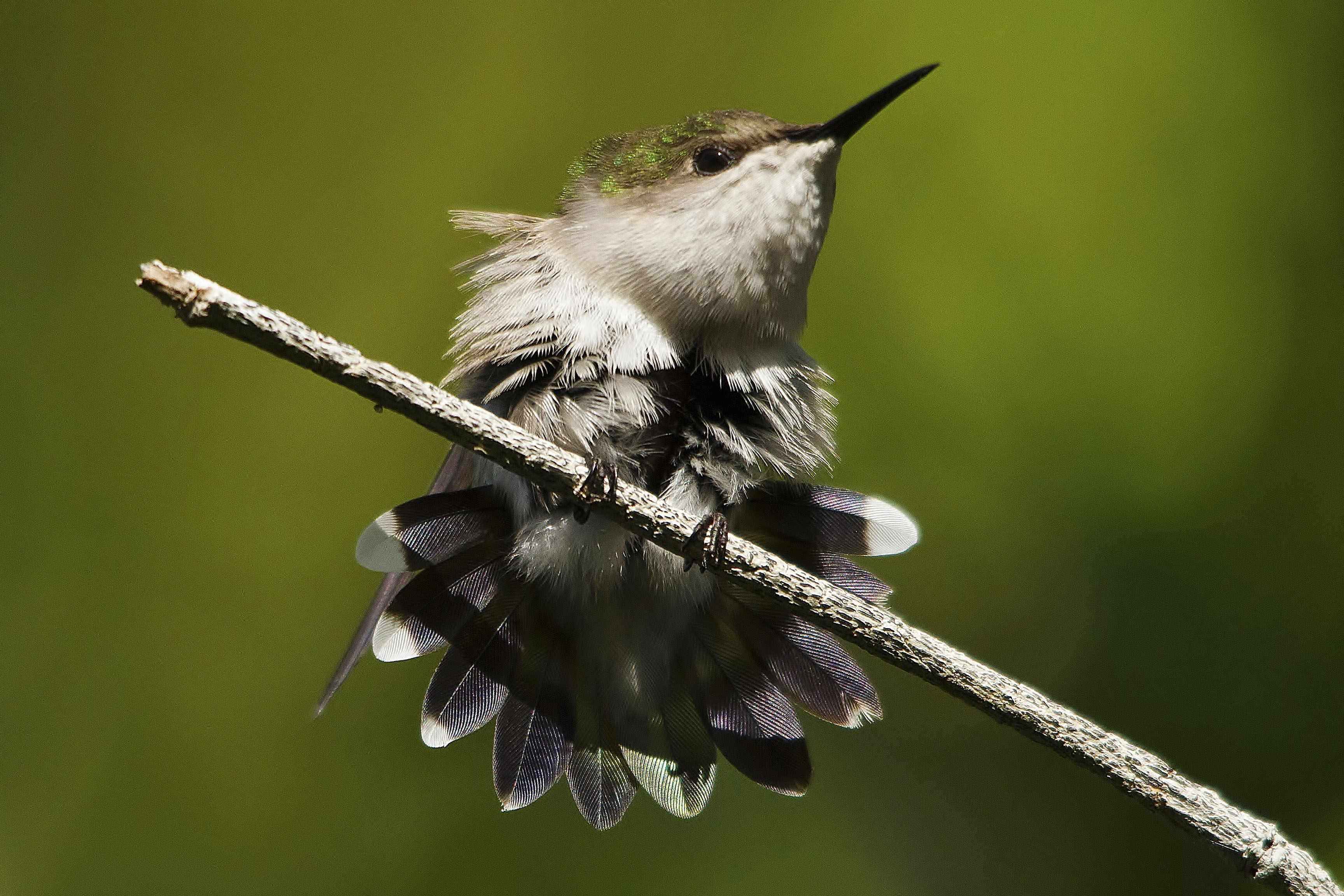 Details : Vervain Hummingbird - BirdGuides