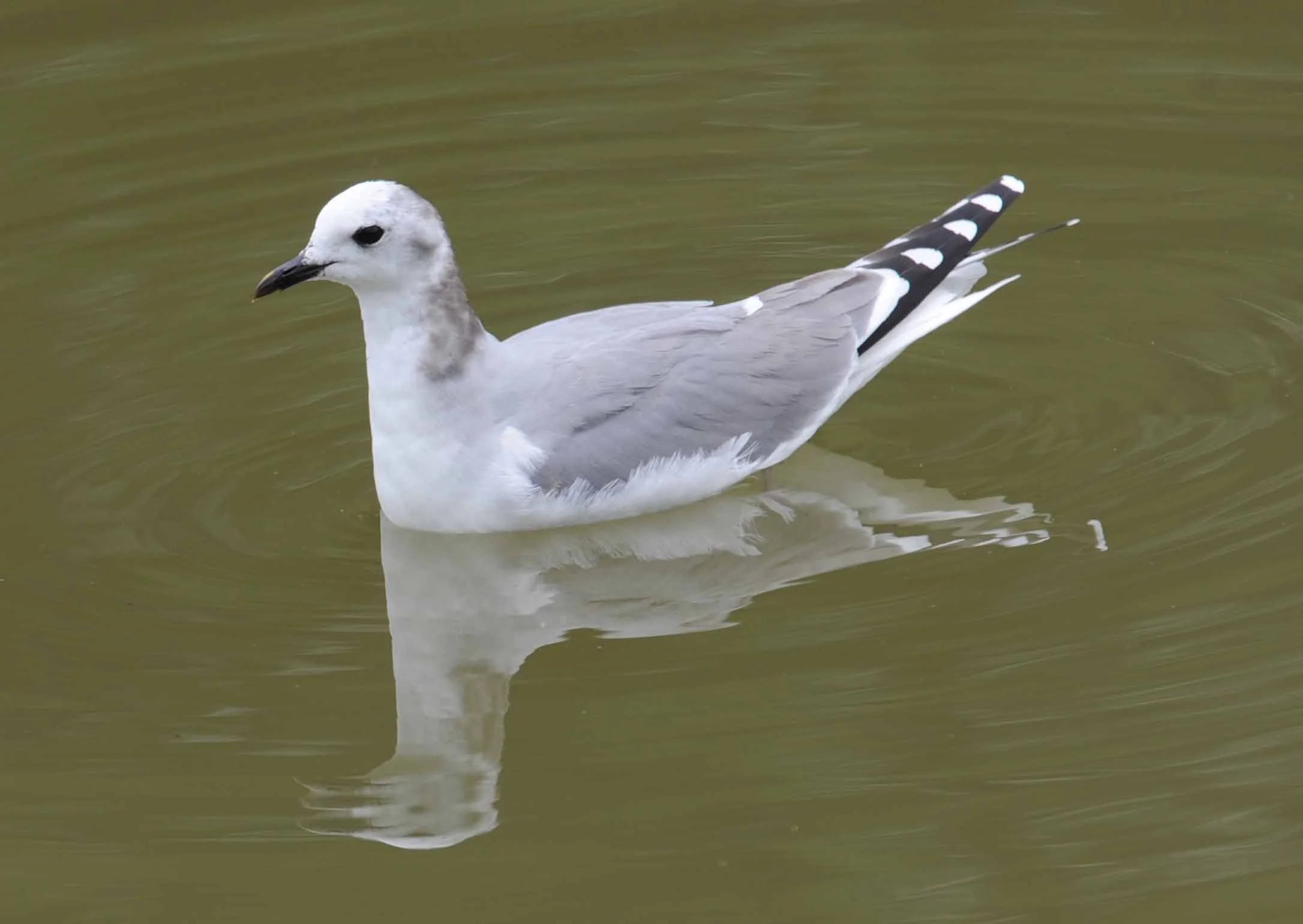 Details : Xema - BirdGuides